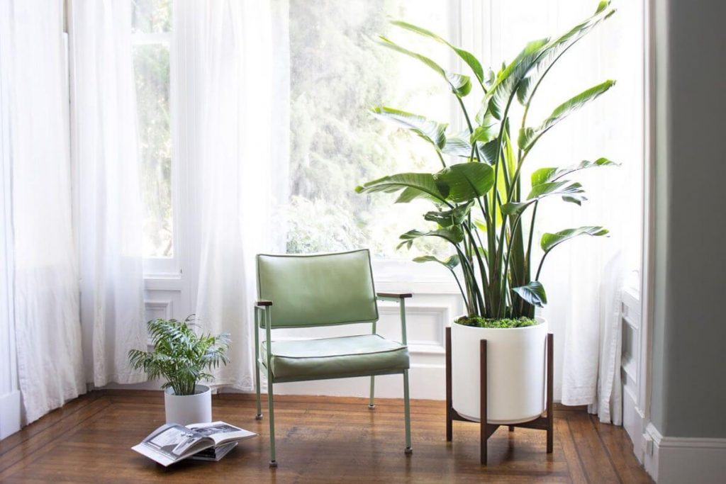 Top 11 Tropical House Plants to Create your Own Green Space ...