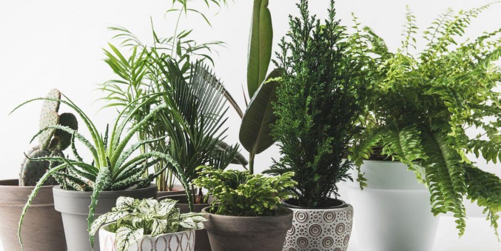 Top 11 Tropical House Plants to Create your Own Green Space ...