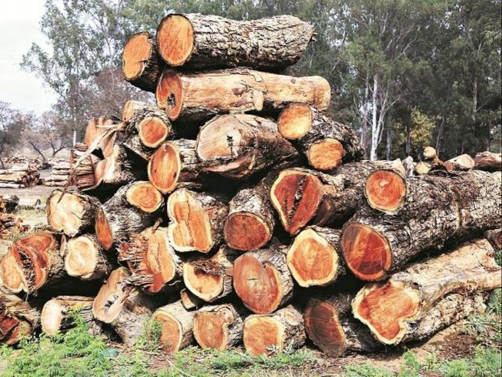 What Makes Sheesham Wood Furniture So Special and Unique ...