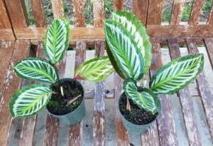 Calathea Peacock Plants: Complete Indoor Plant Care & Growing Guide ...