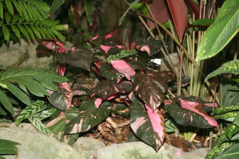 Pink Princess Philodendron: 10 Practical Growing and Caring Tips