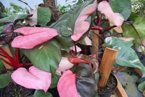 Pink Princess Philodendron: 10 Practical Growing and Caring Tips ...