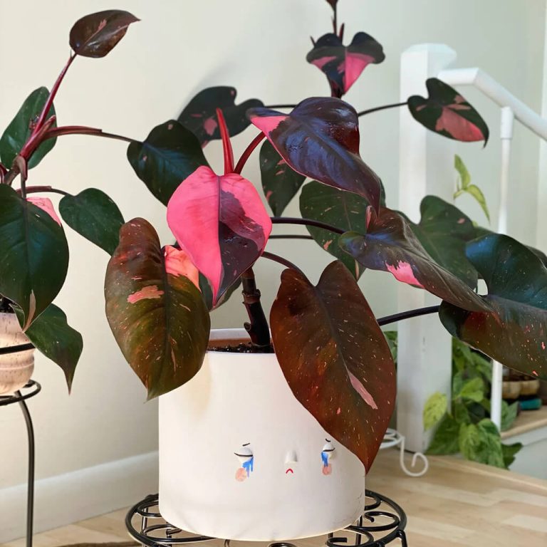Pink Princess Philodendron: 10 Practical Growing and Caring Tips
