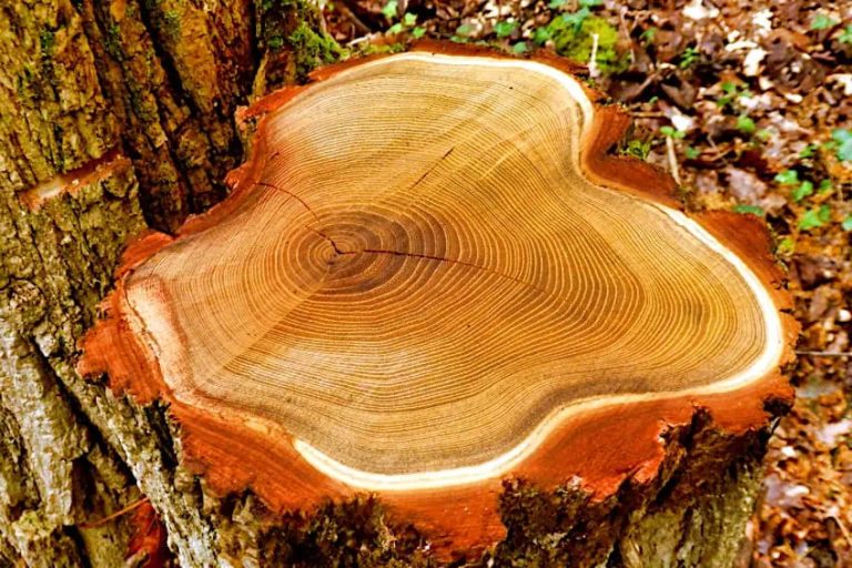 What Is Acacia Wood? Everything You Need to know - Architectures Ideas